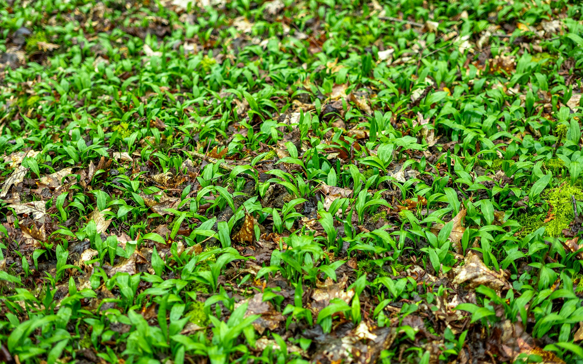 Wild Garlic Facts, Identification, and Delicious Recipes to Make - Skovkær