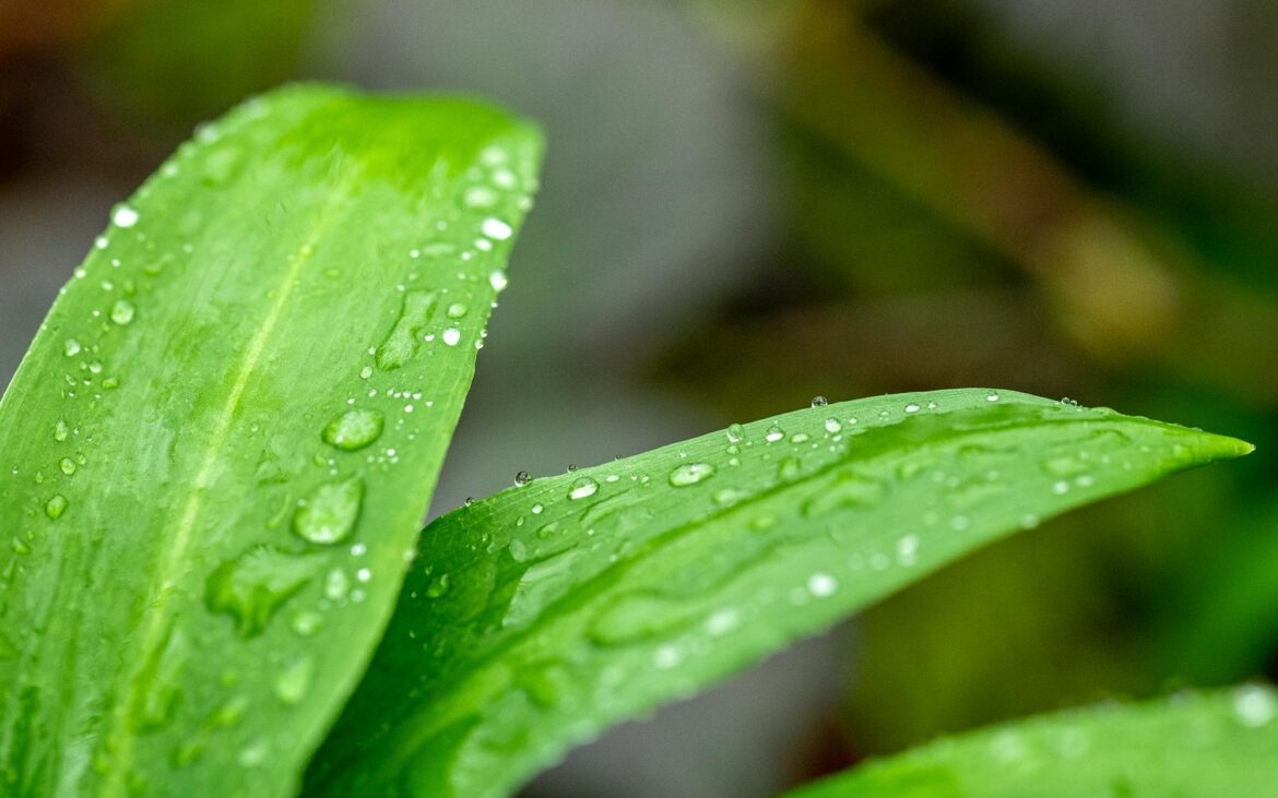 Wild Garlic Facts, Identification, and Delicious Recipes to Make - Skovkær