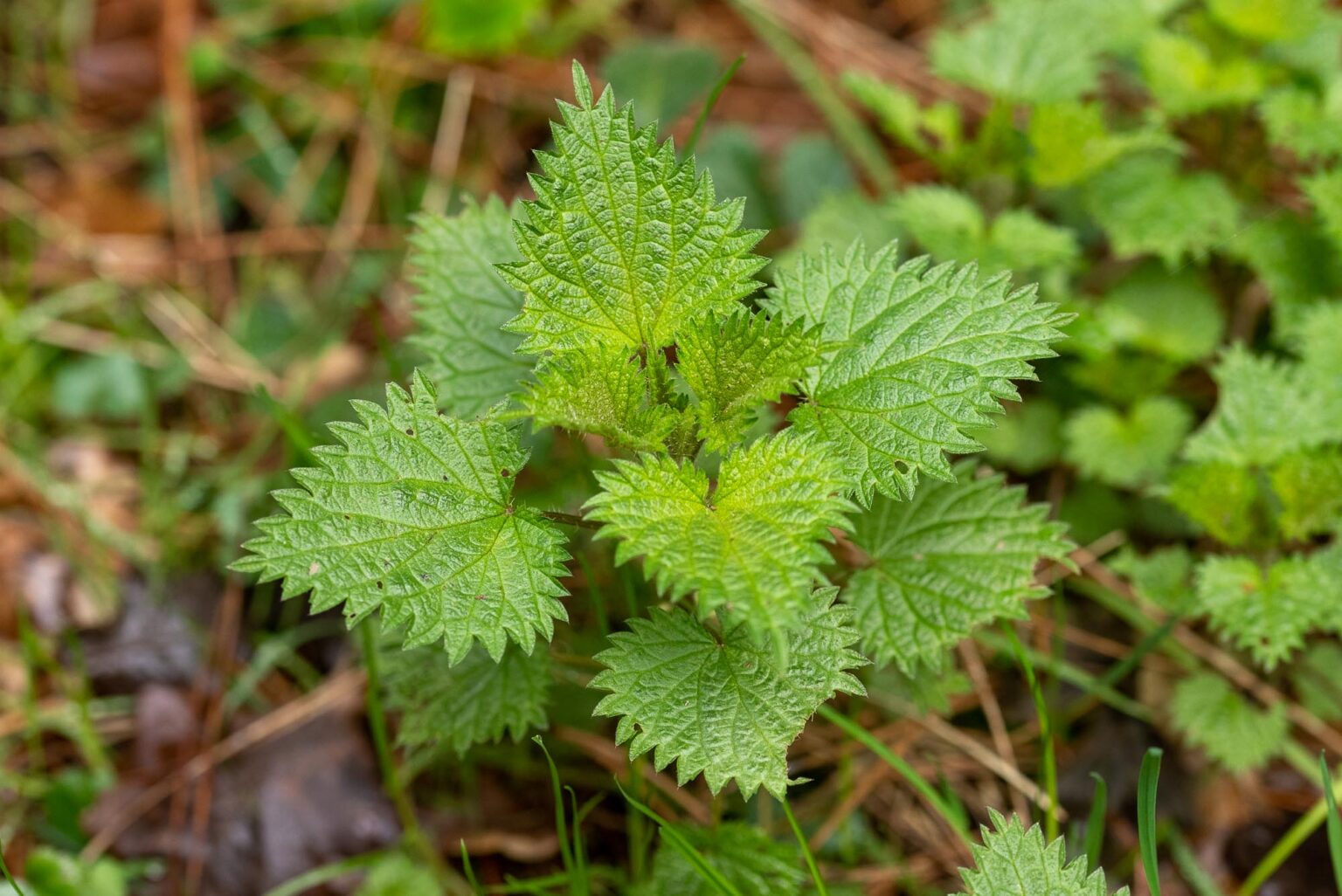 Forage 21 Common Wild Edibles By Season - Foraging All-year-round - Skovkær