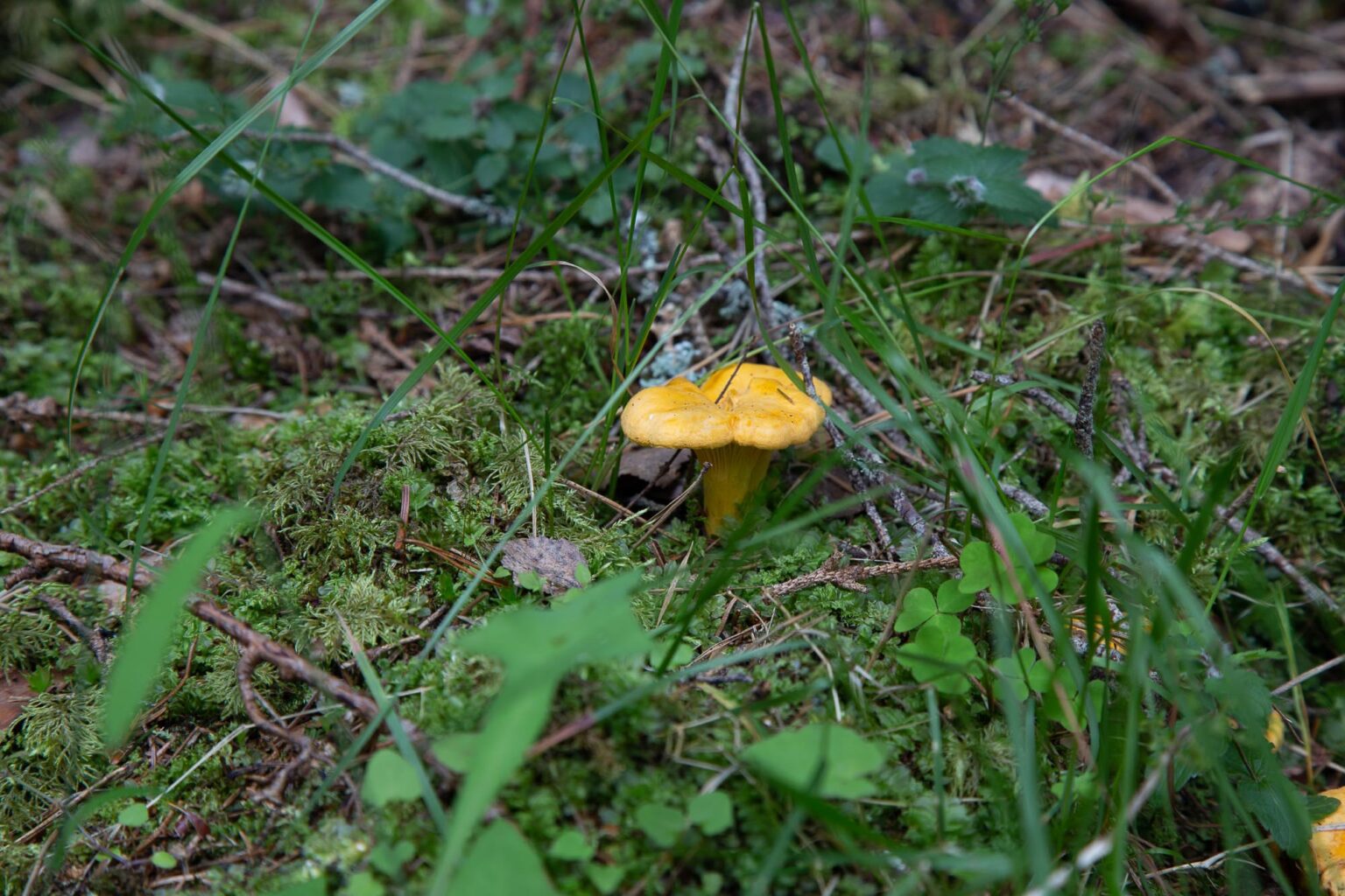Din sanke-guide til kantareller; Facts, identifikation, håndtering og 5 ...