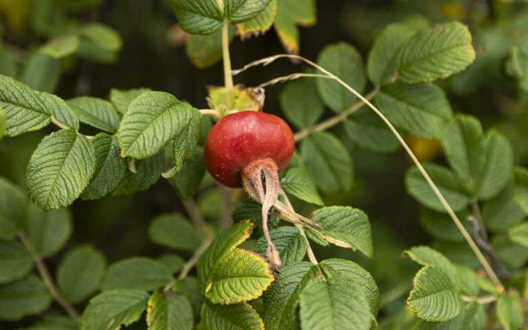 Wild Rose Hip Foraging: All You Need to Know - Skovkær