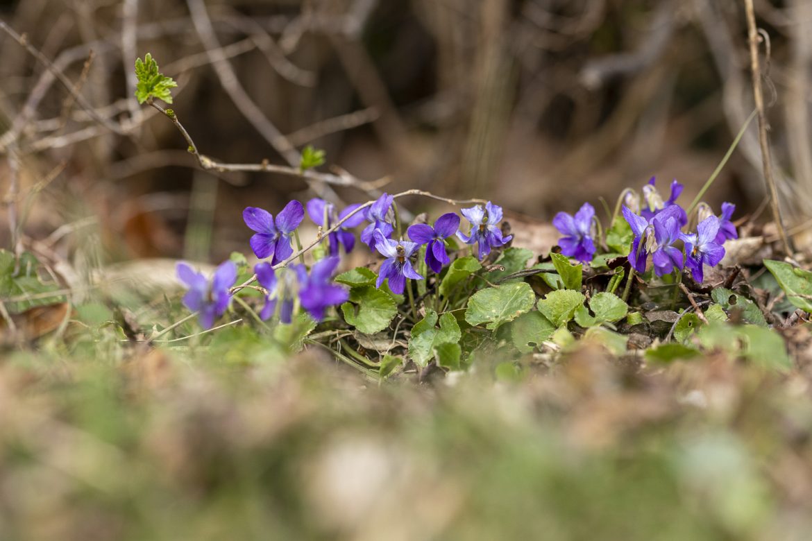Sweet violet (Viola odorata) - Skovkær